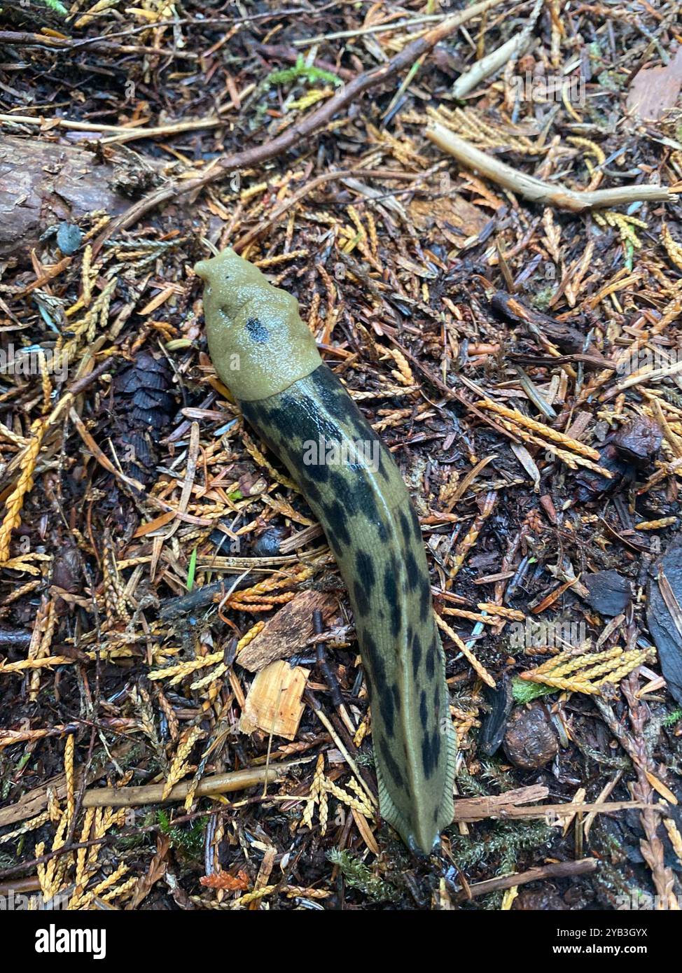 Pacific Banana Slug (Ariolimax columbianus) Mollusca Stock Photo - Alamy