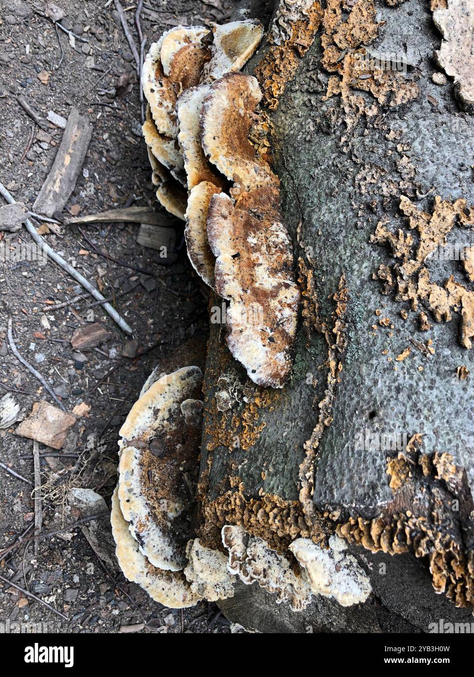Basidiomycete Fungi (Basidiomycota) Fungi Stock Photo - Alamy