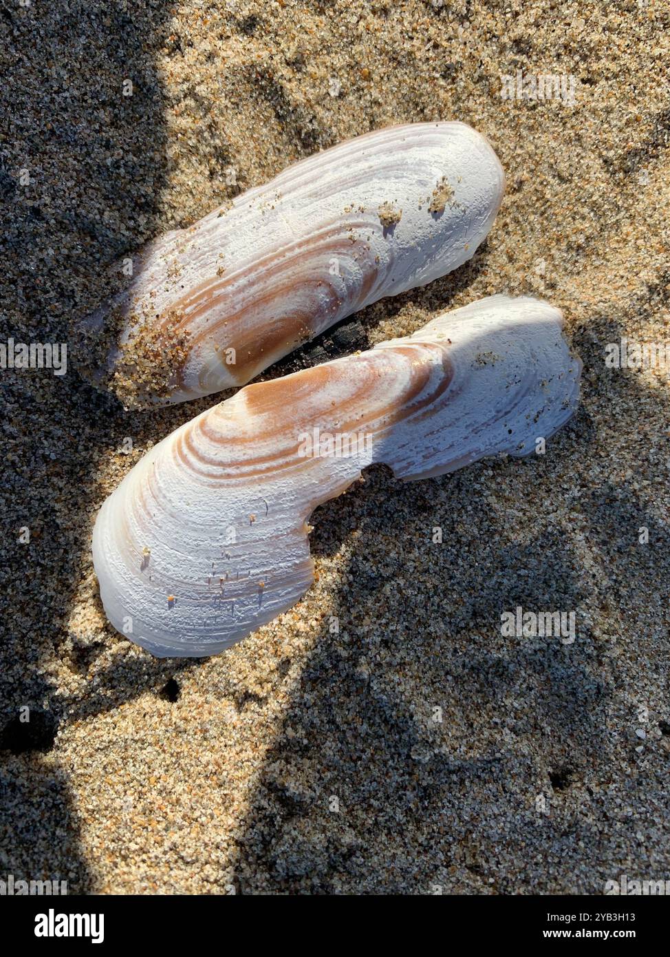 Pacific Razor Clam (Siliqua patula) Mollusca Stock Photo - Alamy