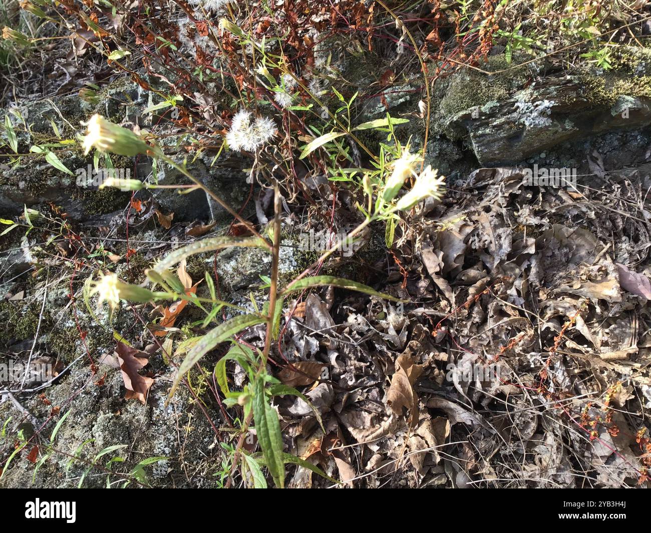False Boneset (Brickellia eupatorioides) Plantae Stock Photo - Alamy