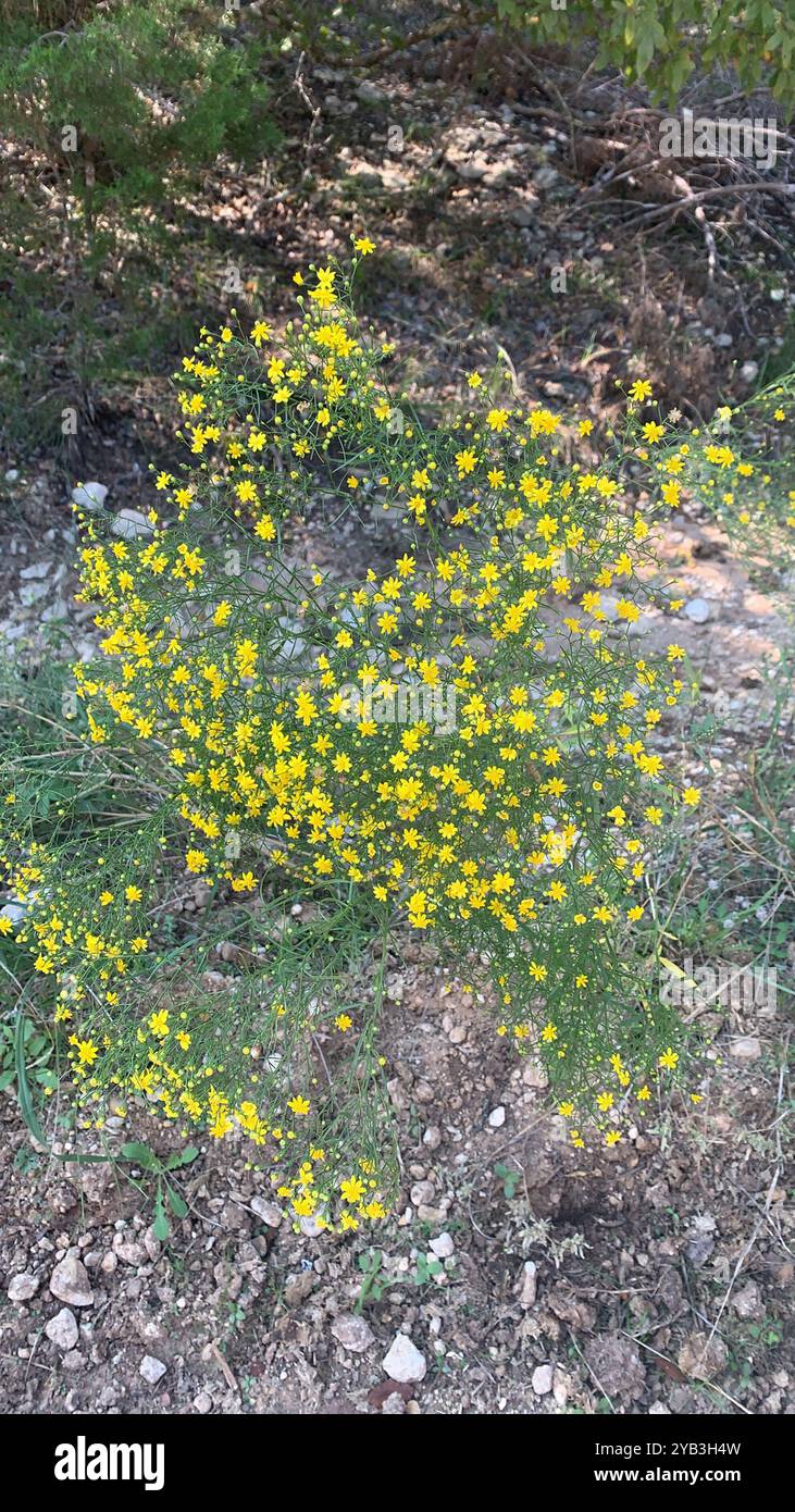 prairie broomweed (Amphiachyris dracunculoides) Plantae Stock Photo - Alamy