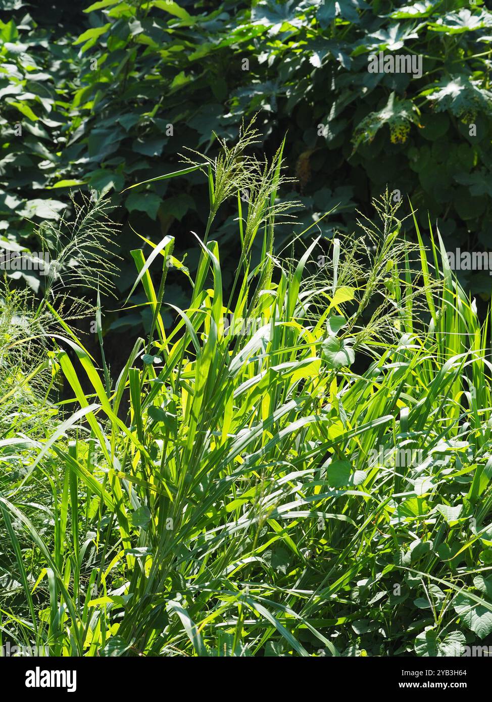 guinea grass (Megathyrsus maximus) Plantae Stock Photo - Alamy
