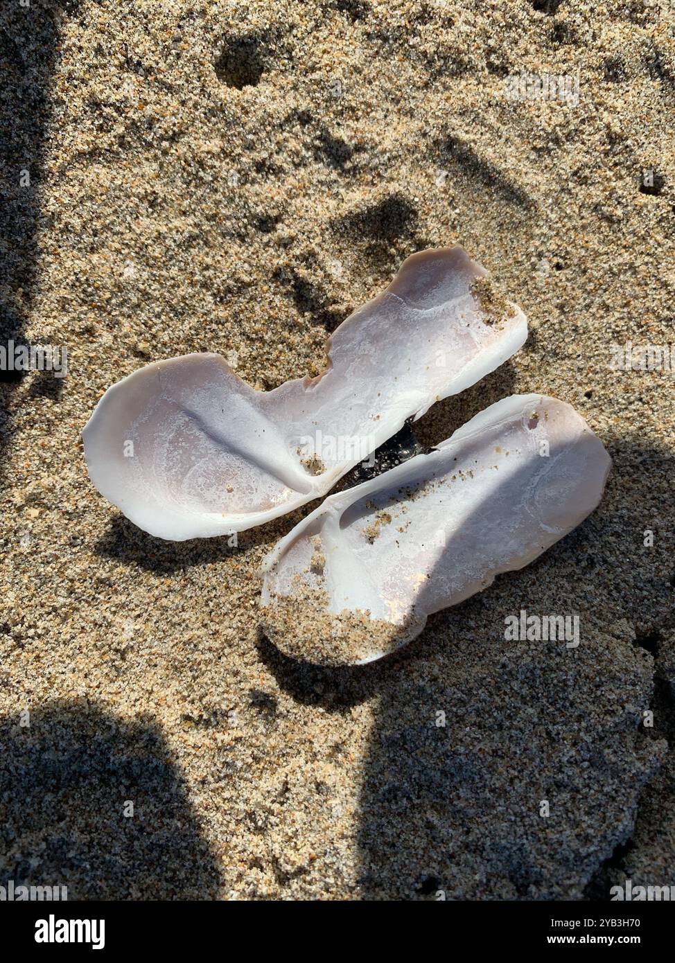 Pacific Razor Clam (Siliqua patula) Mollusca Stock Photo - Alamy