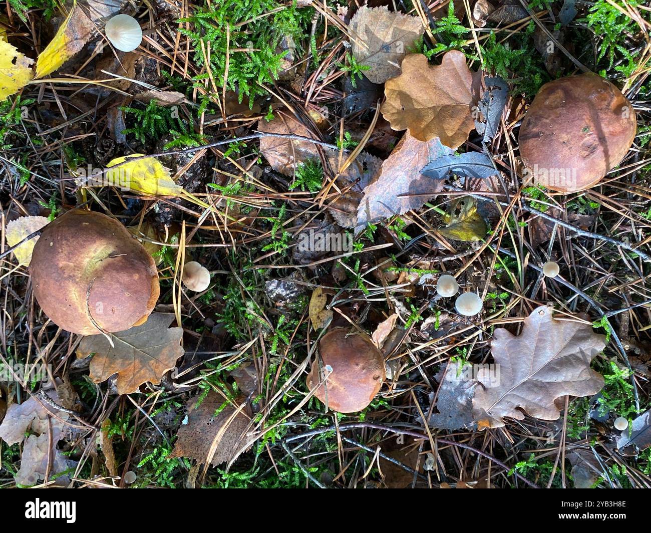 Bay Bolete (Imleria badia) Fungi Stock Photo - Alamy