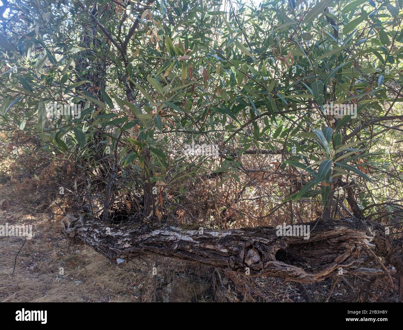 red willow (Salix laevigata) Plantae Stock Photo - Alamy