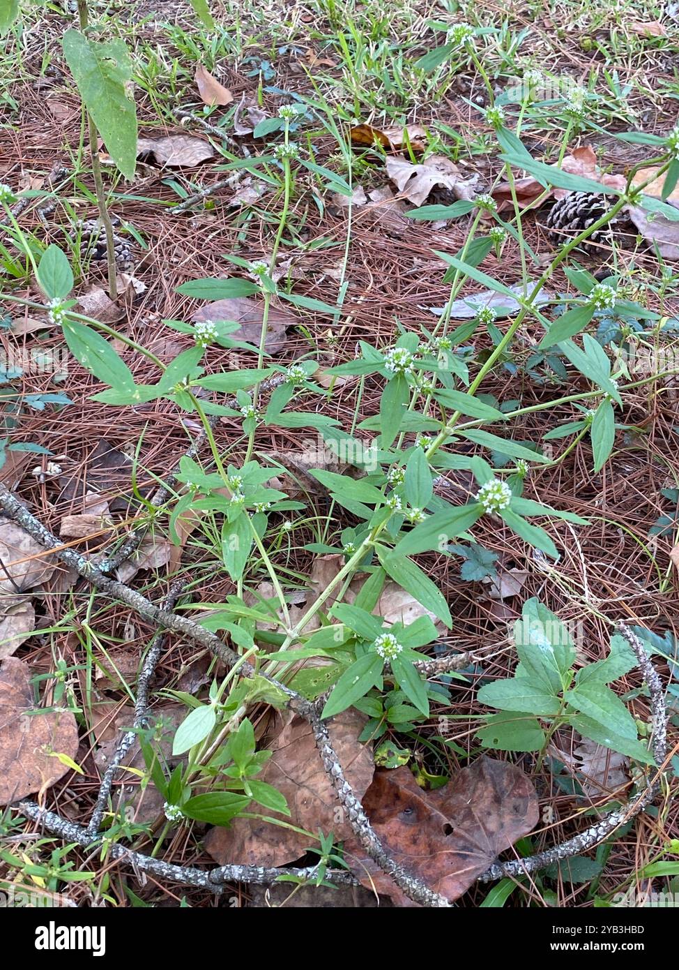 shrubby false buttonweed (Spermacoce verticillata) Plantae Stock Photo ...