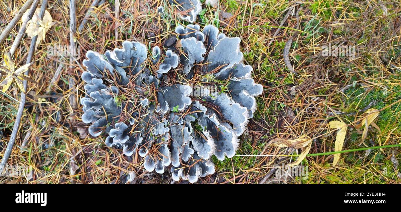 dog pelt lichen (Peltigera canina) Fungi Stock Photo - Alamy