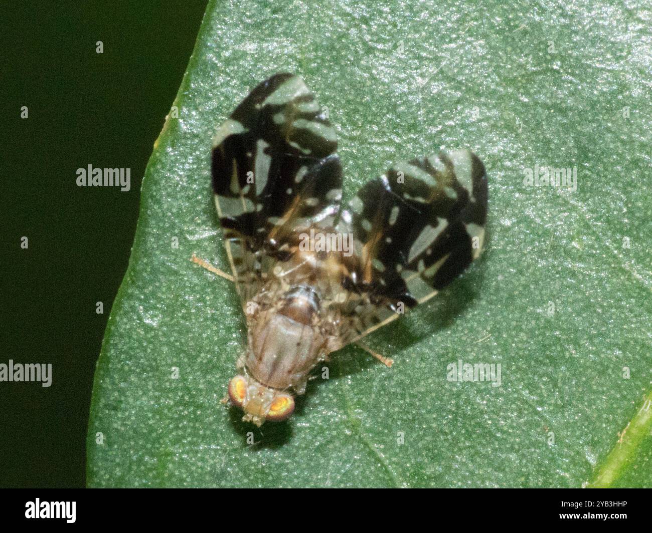 (Neotaracia plaumanni) Insecta Stock Photo - Alamy