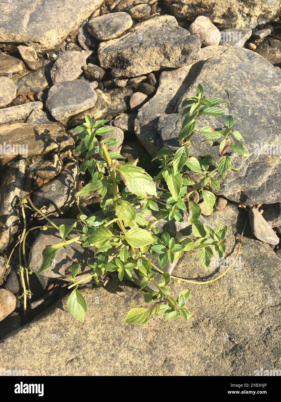 corn mint (Mentha arvensis) Plantae Stock Photo - Alamy