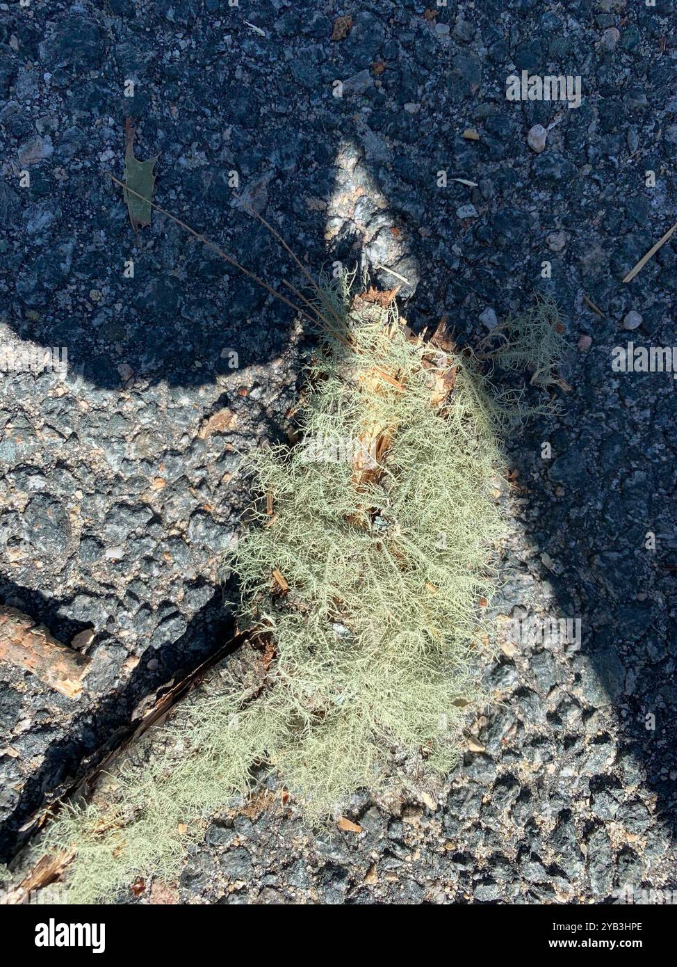 Bristly Beard Lichen (Usnea hirta) Fungi Stock Photo - Alamy