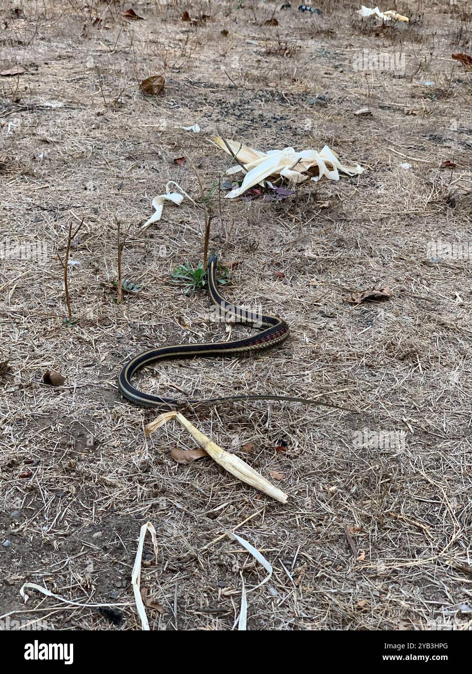 Valley Garter Snake (Thamnophis sirtalis fitchi) Reptilia Stock Photo ...