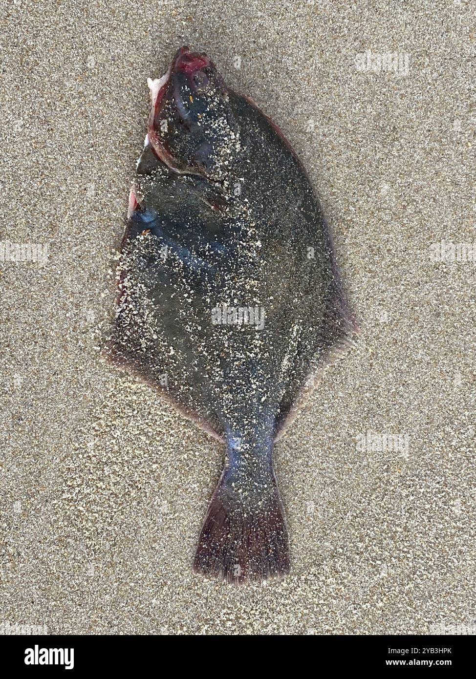 European Flounder (Platichthys flesus) Actinopterygii Stock Photo - Alamy