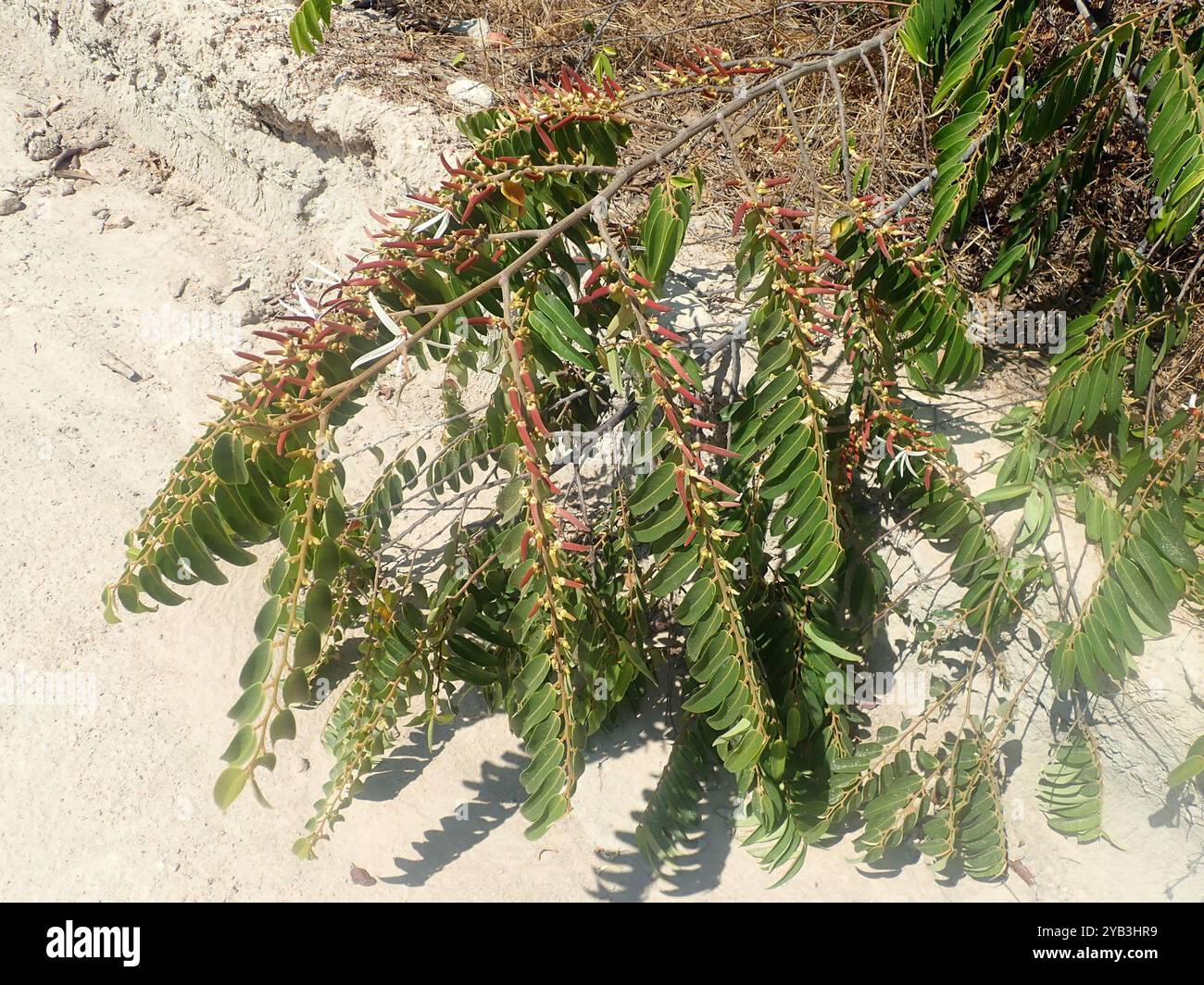 (Xylopia aromatica) Plantae Stock Photo - Alamy