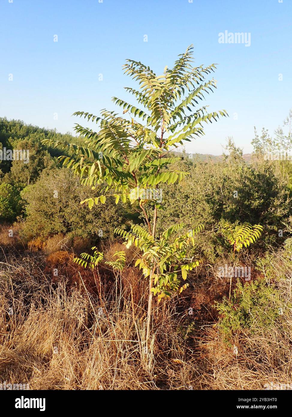 tree-of-heaven (Ailanthus altissima) Plantae Stock Photo - Alamy