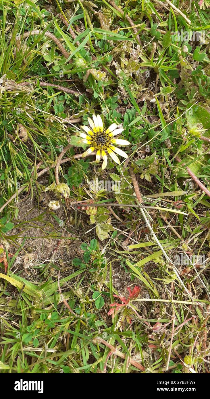 Capeweed (Arctotheca calendula) Plantae Stock Photo - Alamy