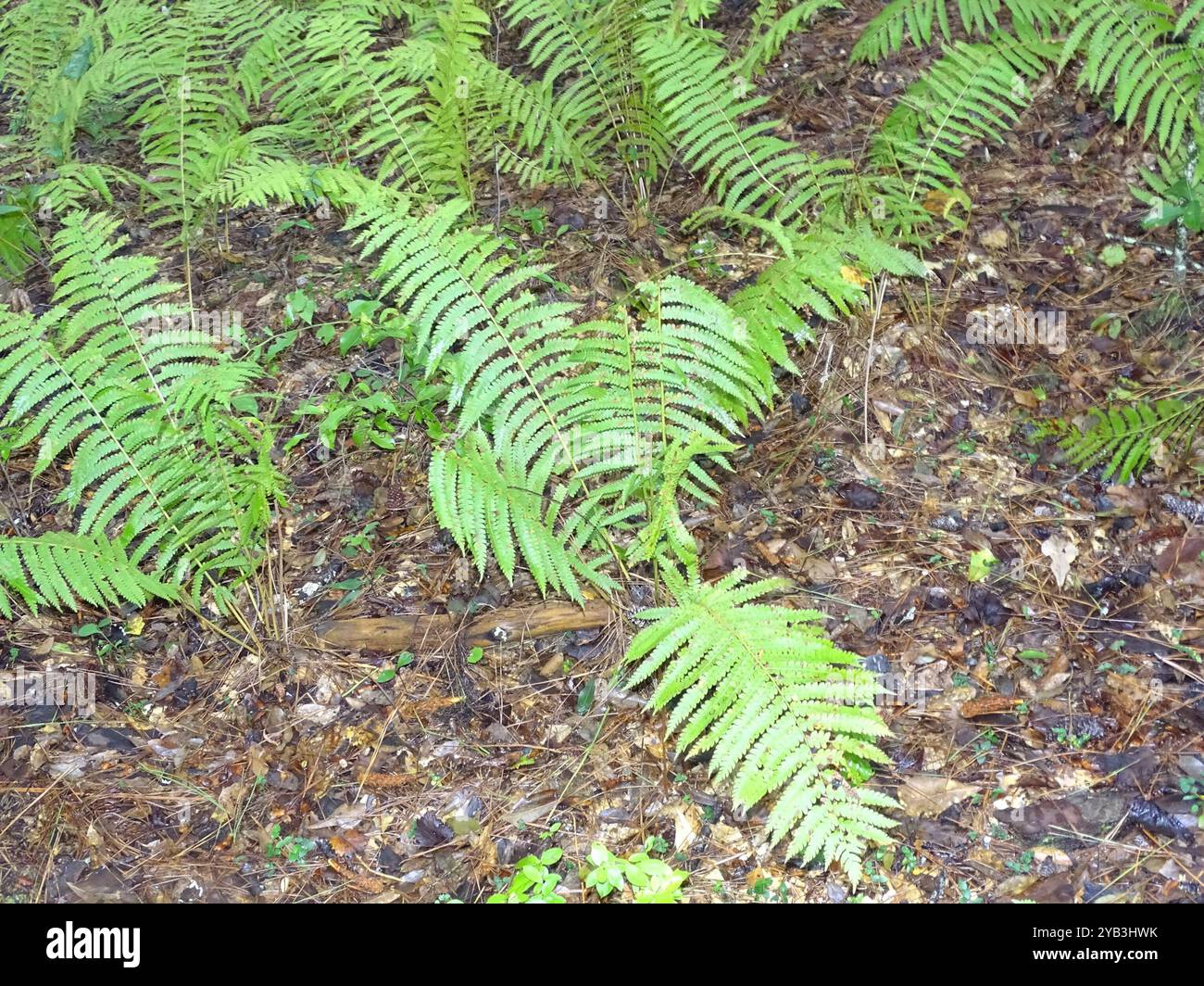 Swamp Shield-fern (Cyclosorus interruptus) Plantae Stock Photo - Alamy