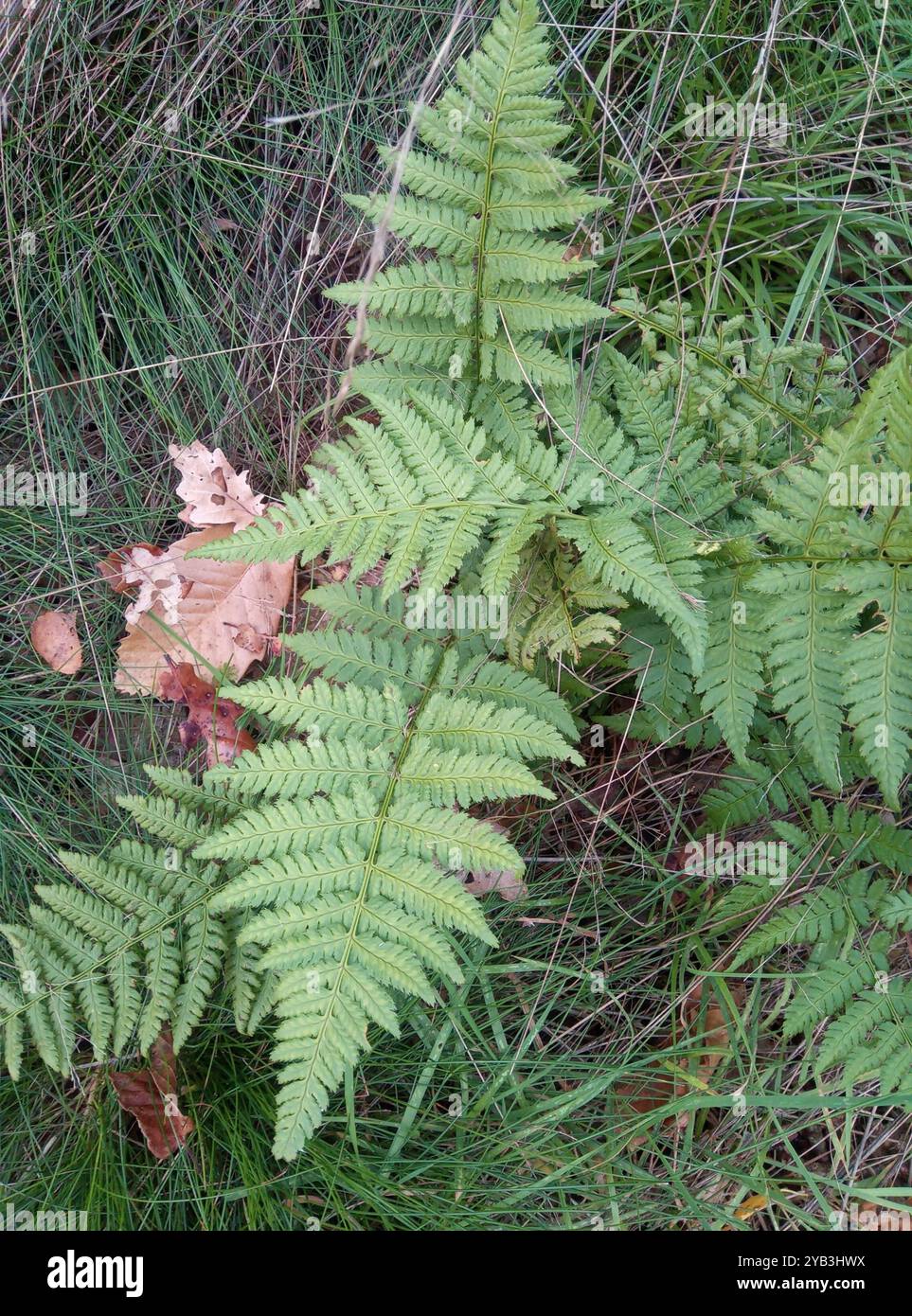 broad buckler-fern (Dryopteris dilatata) Plantae Stock Photo - Alamy