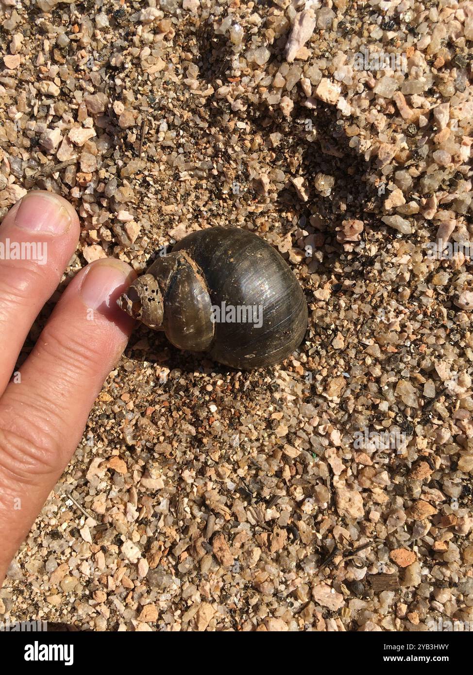 Chinese Mystery Snail (Cipangopaludina chinensis) Mollusca Stock Photo ...