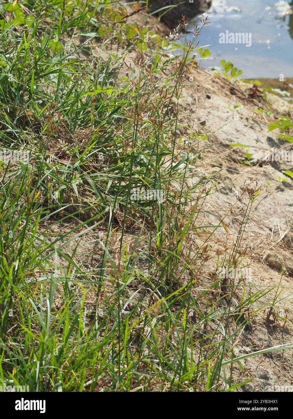 Purple nutsedge (Cyperus rotundus) Plantae Stock Photo - Alamy