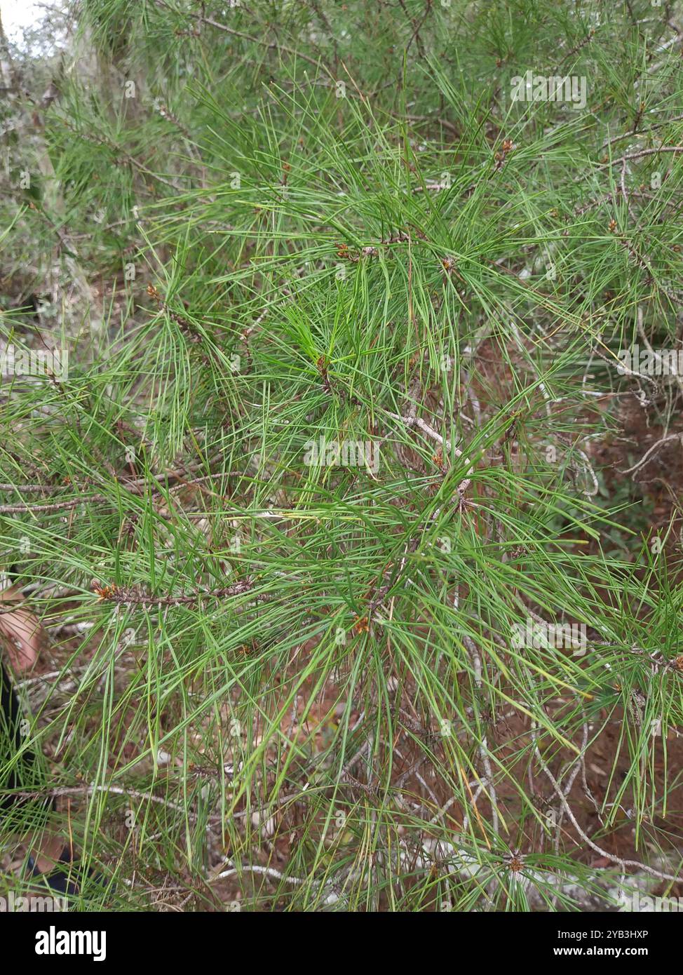 sand pine (Pinus clausa) Plantae Stock Photo - Alamy