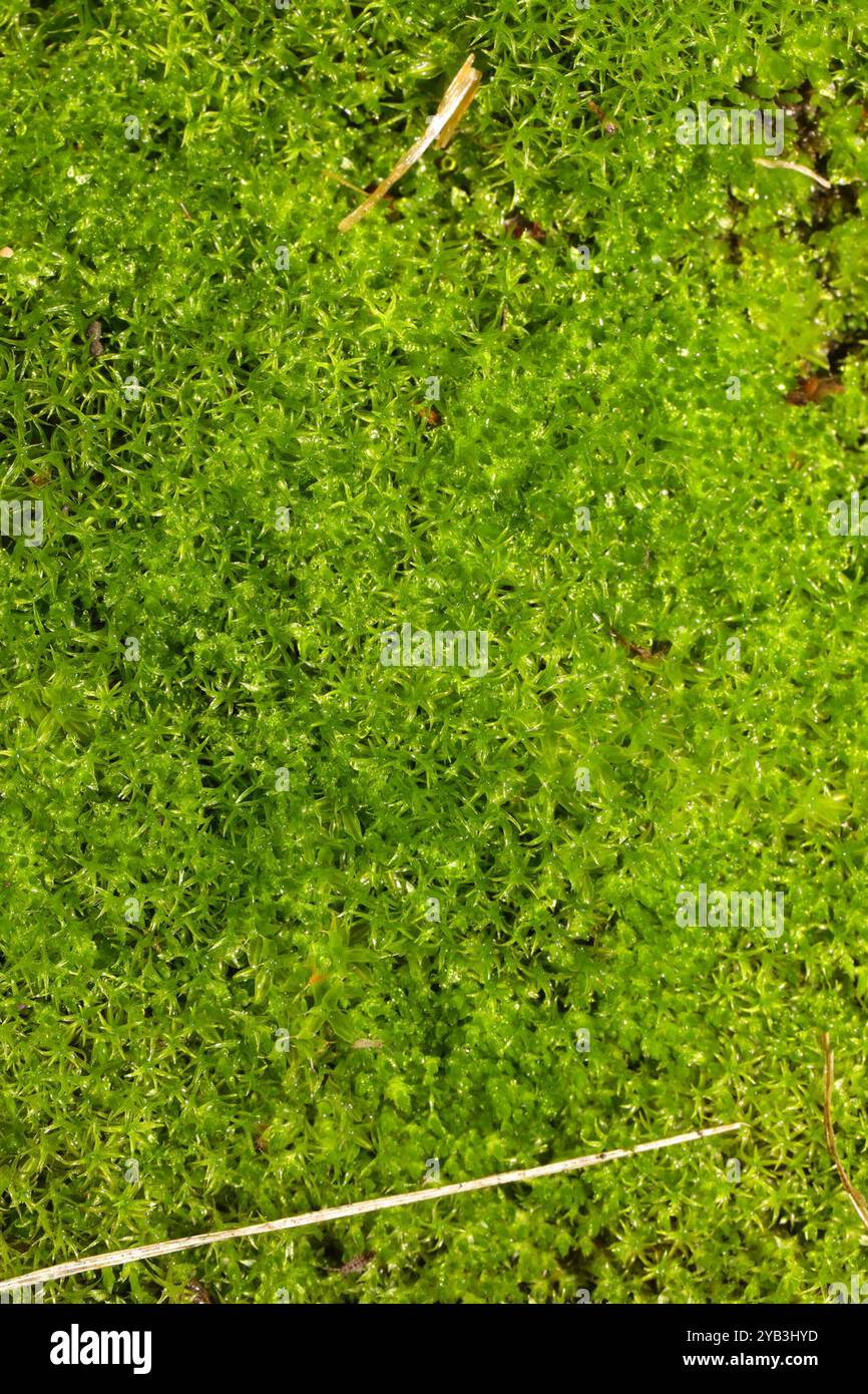 Star Moss (Syntrichia ruralis) Plantae Stock Photo - Alamy
