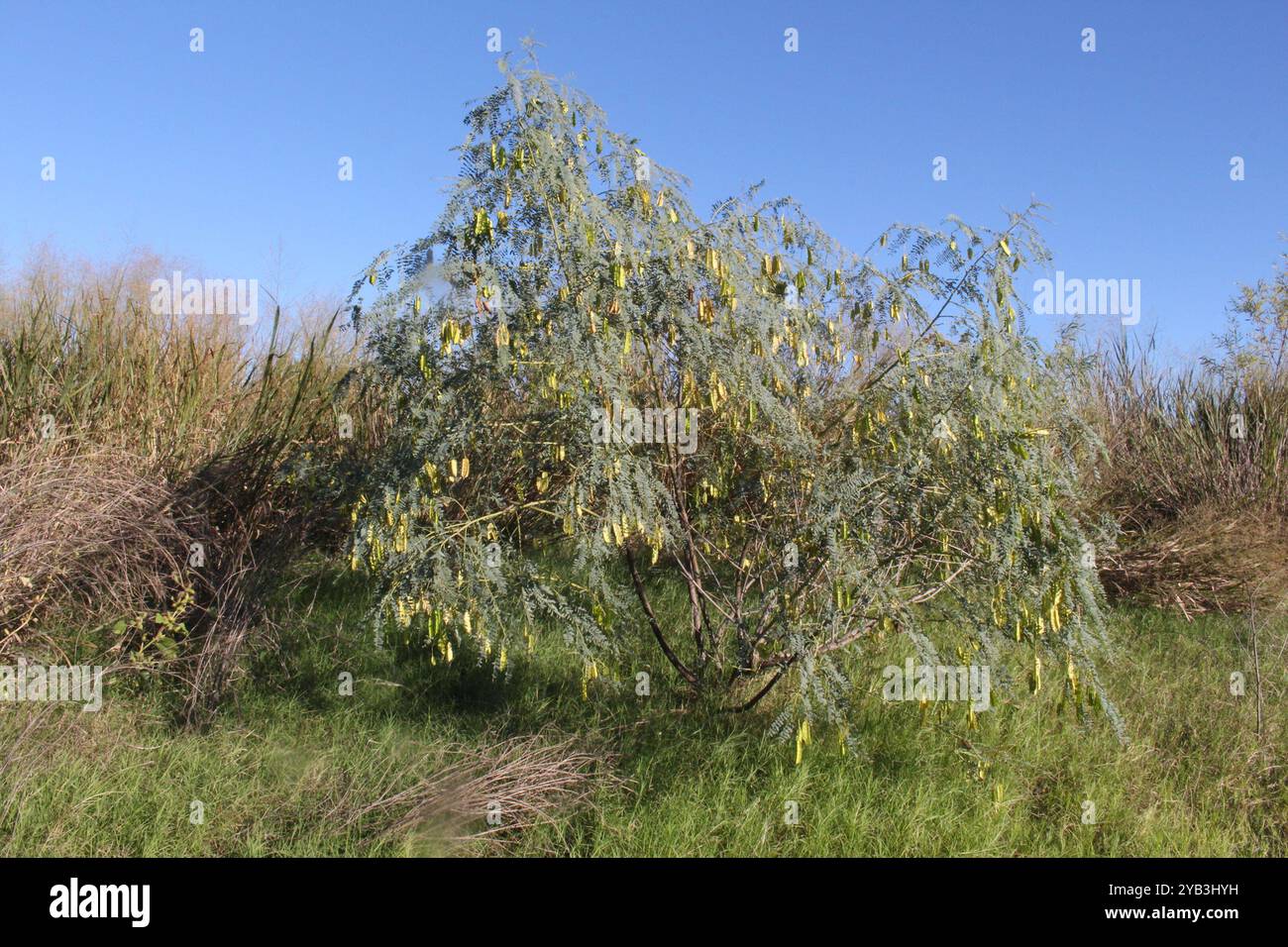 Rattlebush (Sesbania drummondii) Plantae Stock Photo - Alamy