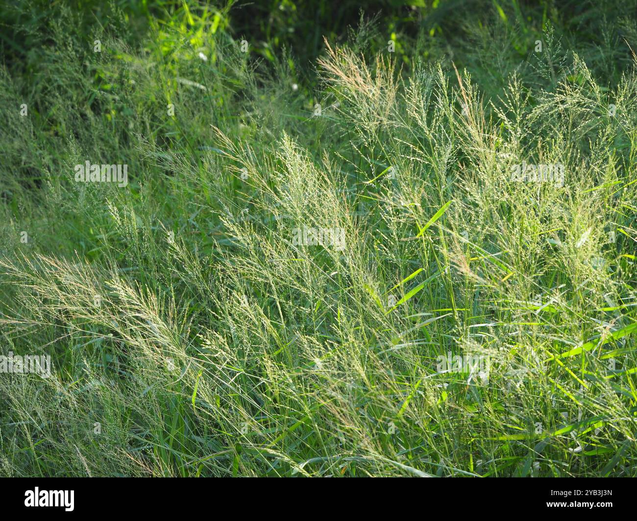 guinea grass (Megathyrsus maximus) Plantae Stock Photo - Alamy