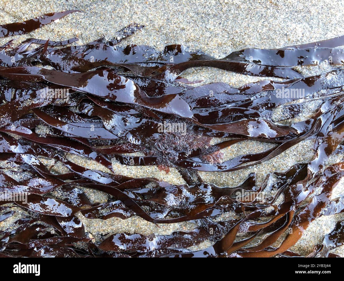 (Prionitis lanceolata) Plantae Stock Photo - Alamy