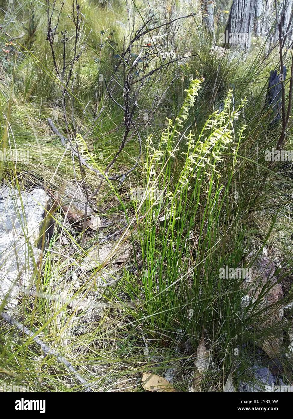 Bushy Candles (Stackhousia aspericocca) Plantae Stock Photo - Alamy