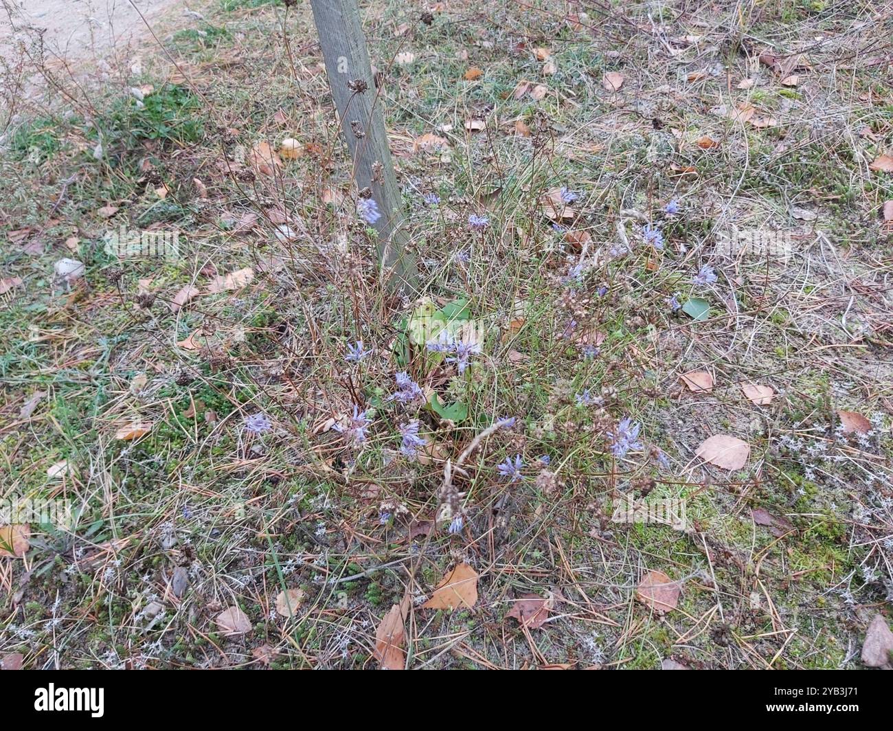 Sheep's-bit (Jasione montana) Plantae Stock Photo - Alamy