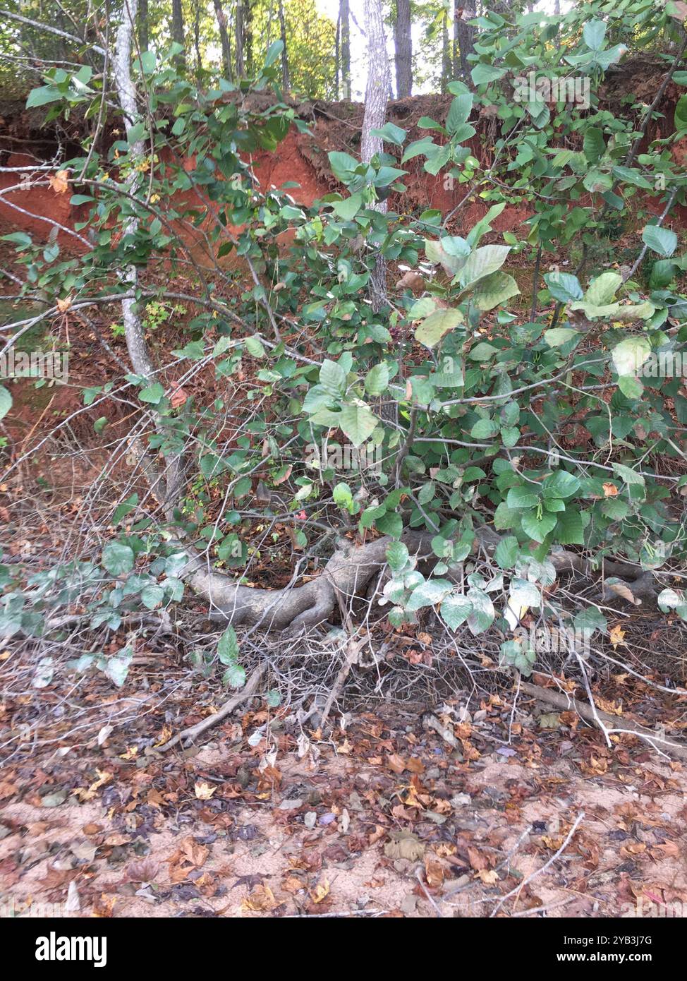 smooth alder (Alnus serrulata) Plantae Stock Photo - Alamy