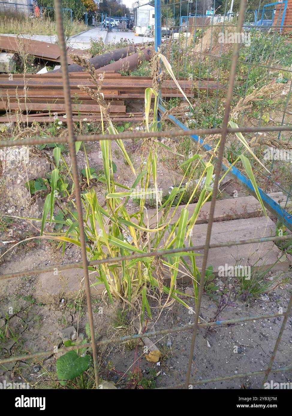 Japanese Millet (Echinochloa esculenta) Plantae Stock Photo - Alamy