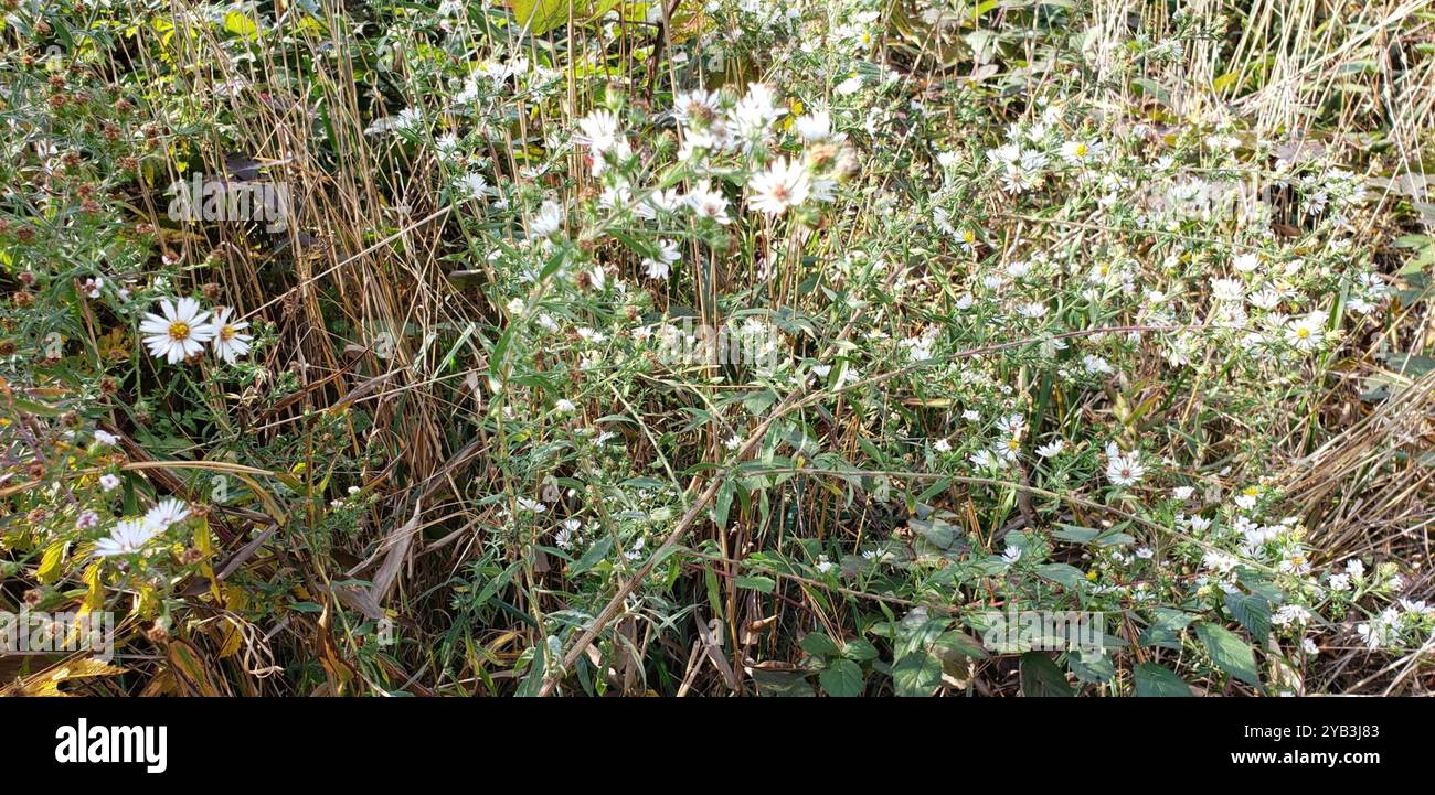 hairy white oldfield aster (Symphyotrichum pilosum) Plantae Stock Photo ...