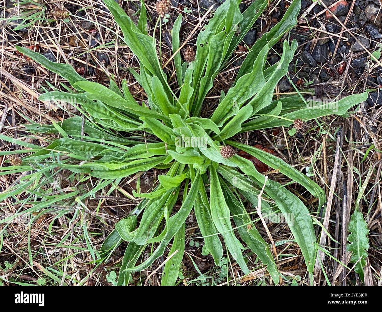 ribwort plantain (Plantago lanceolata) Plantae Stock Photo - Alamy