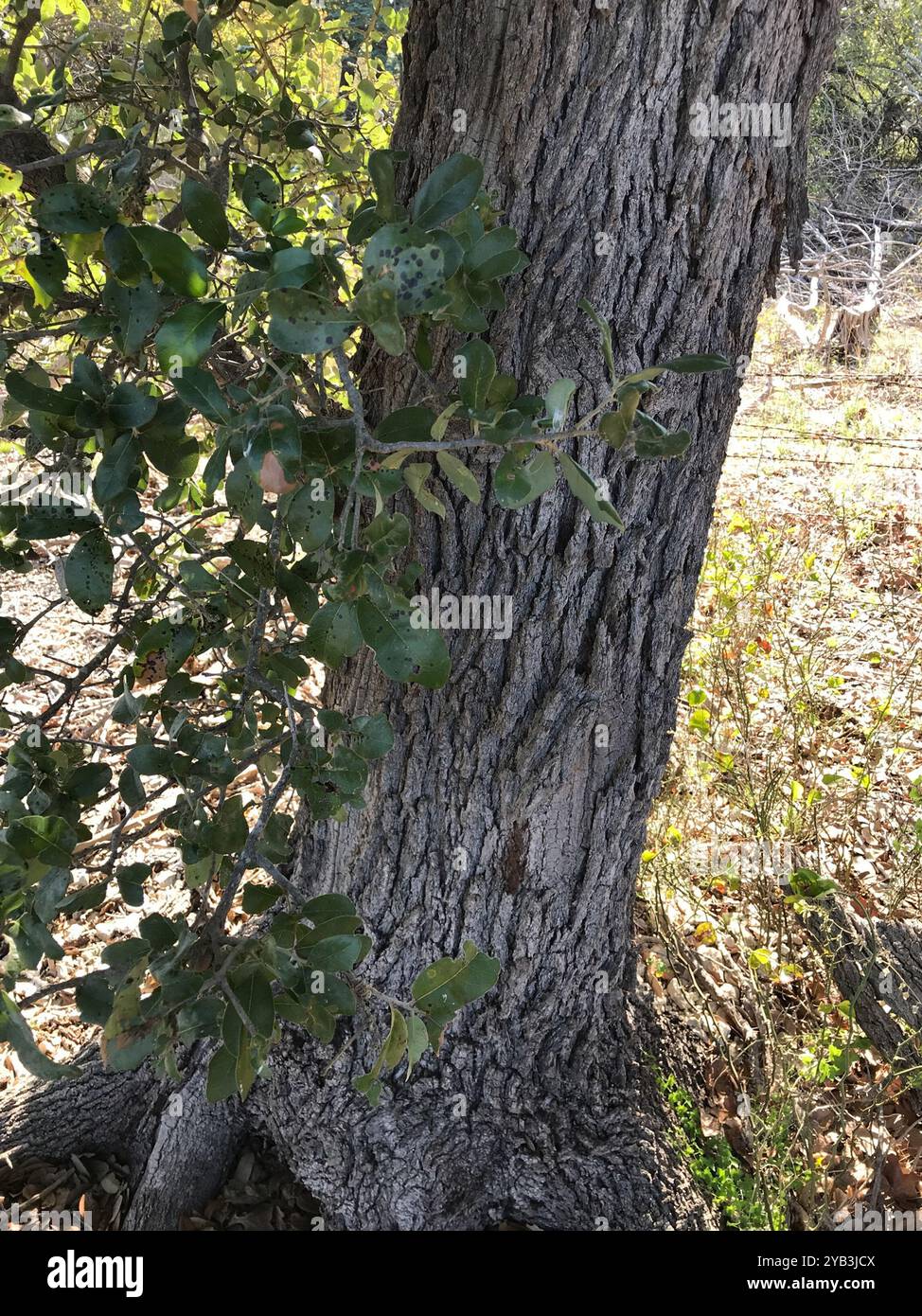 Texas live oak (Quercus fusiformis) Plantae Stock Photo - Alamy