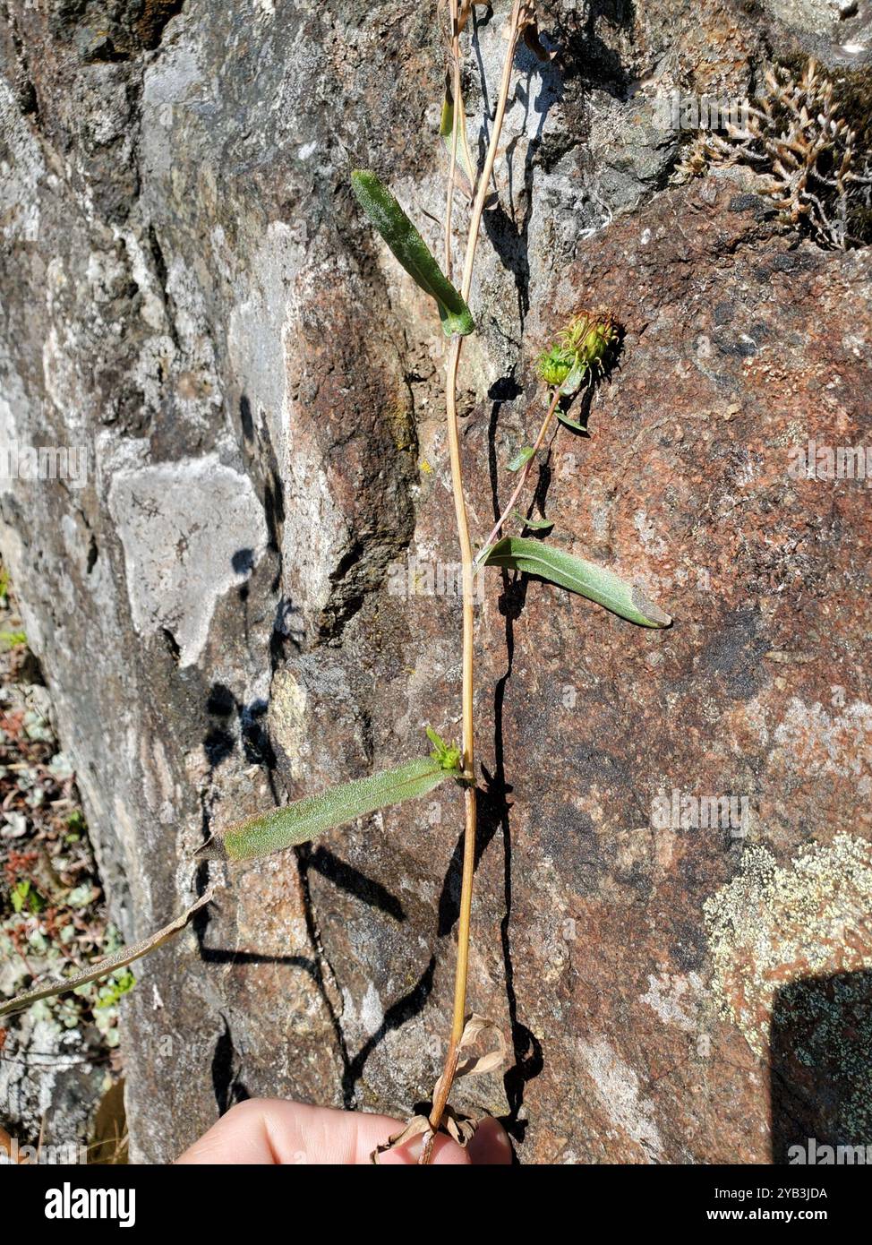 Oregon Gumplant (Grindelia stricta) Plantae Stock Photo - Alamy