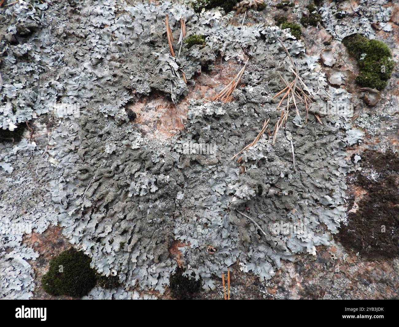 Salted Shield Lichen (Parmelia saxatilis) Fungi Stock Photo - Alamy