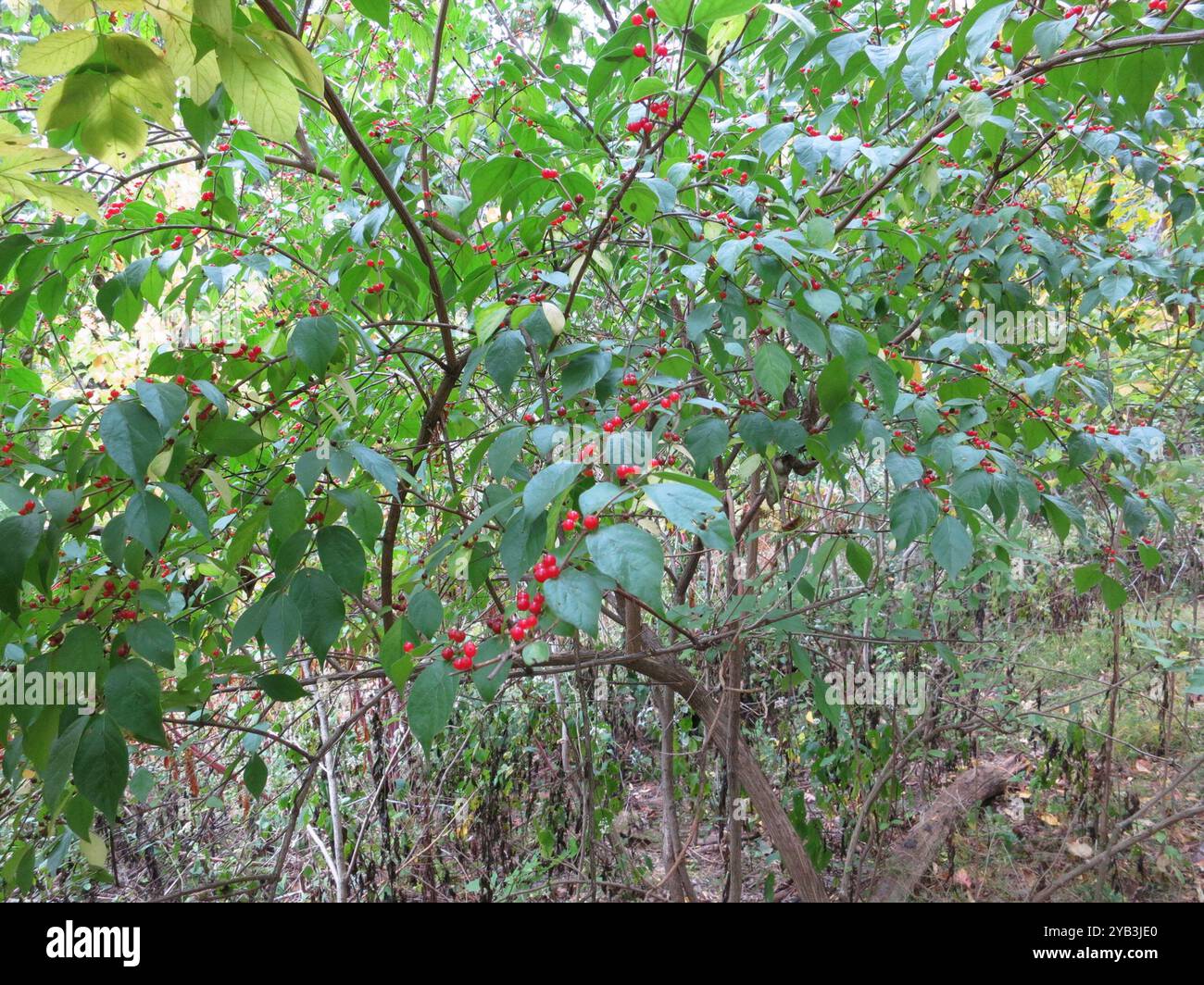Amur honeysuckle (Lonicera maackii) Plantae Stock Photo - Alamy