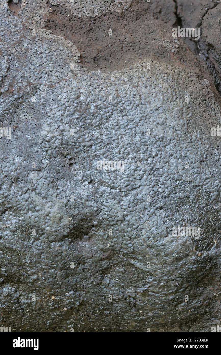 Tapioca Slime Mold (Brefeldia maxima) Protozoa Stock Photo - Alamy