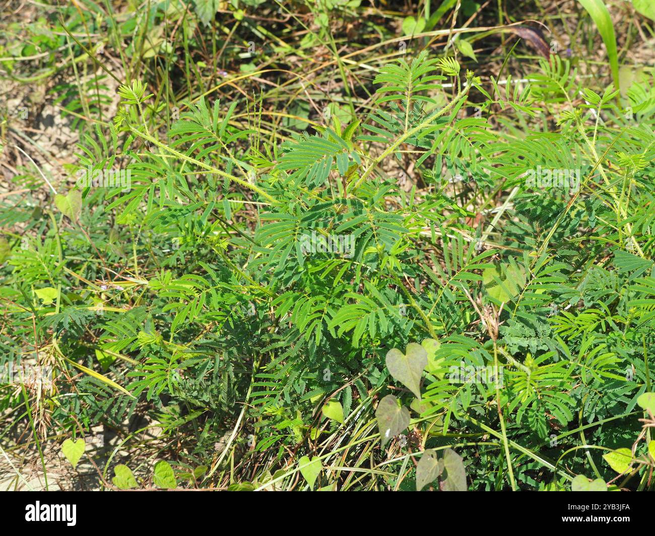 giant false sensitive plant (Mimosa diplotricha) Plantae Stock Photo ...