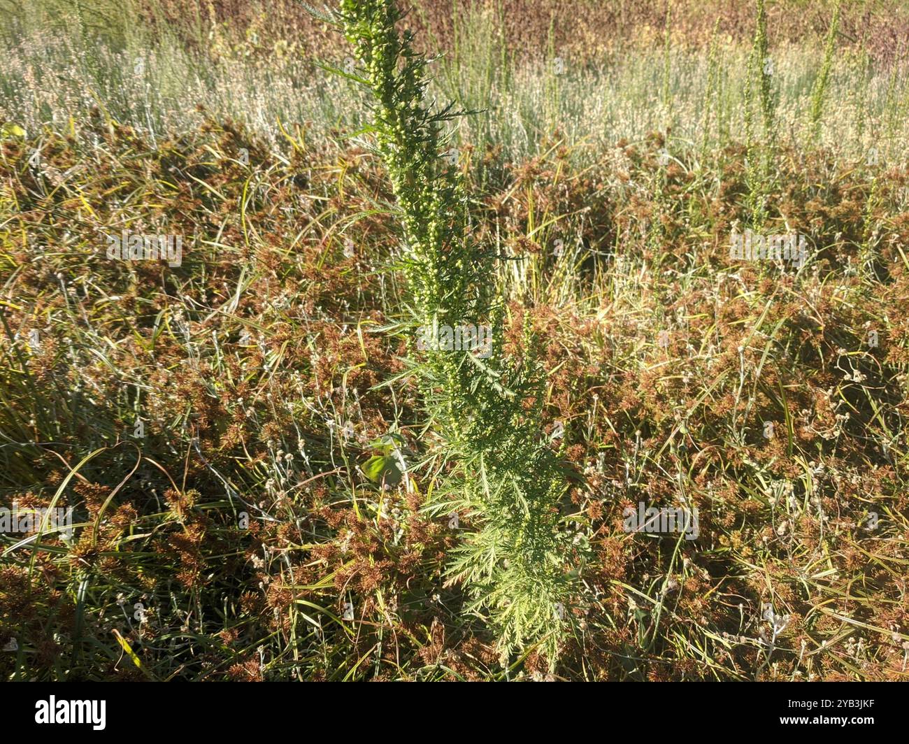 biennial wormwood (Artemisia biennis) Plantae Stock Photo - Alamy