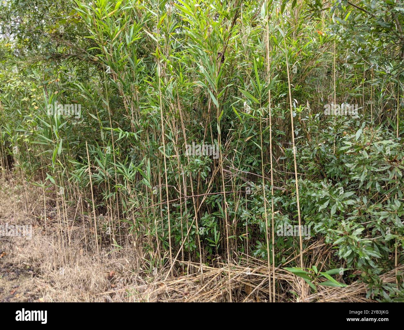 river cane (Arundinaria gigantea) Plantae Stock Photo - Alamy