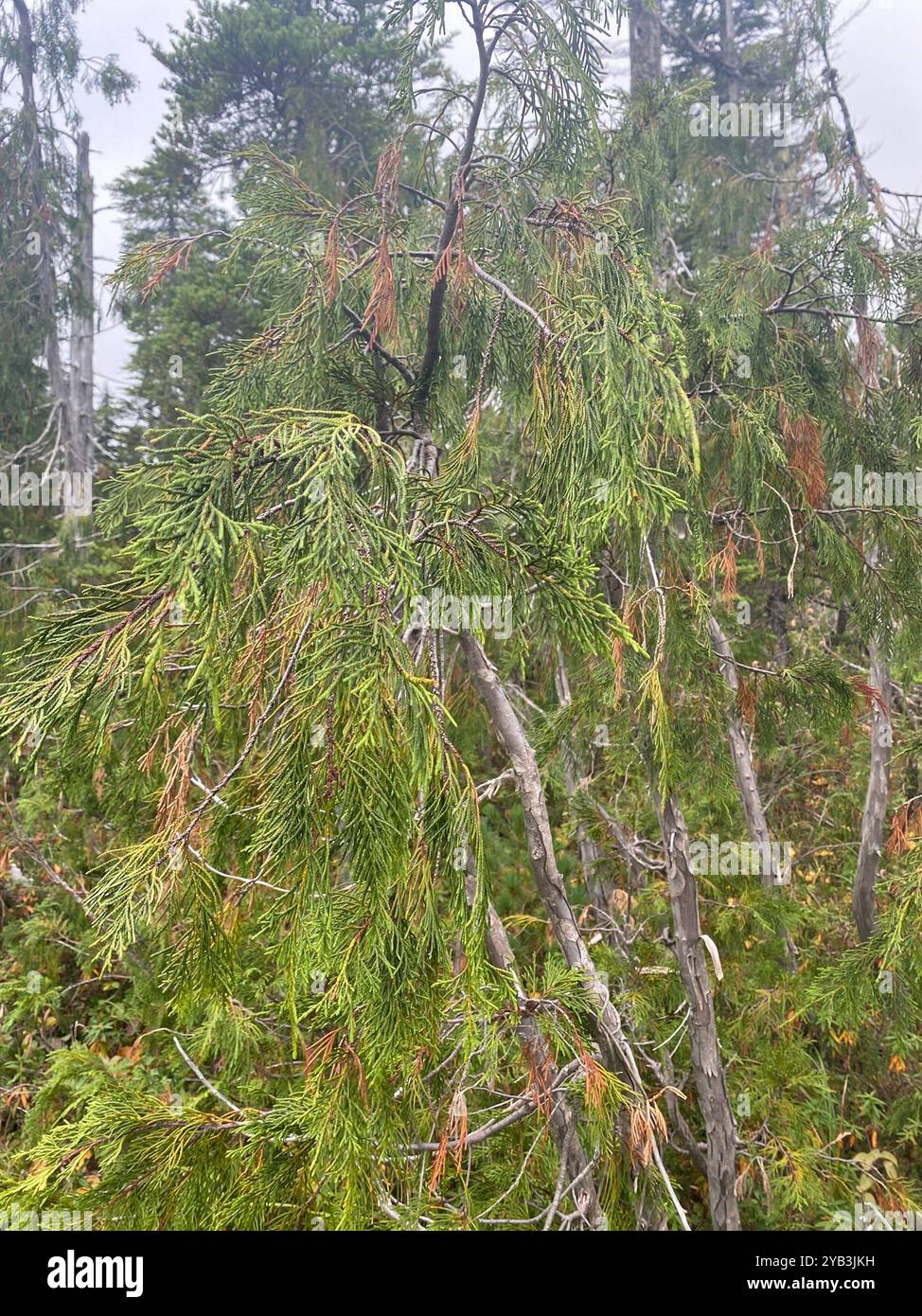Alaska yellow cedar (Callitropsis nootkatensis) Plantae Stock Photo - Alamy