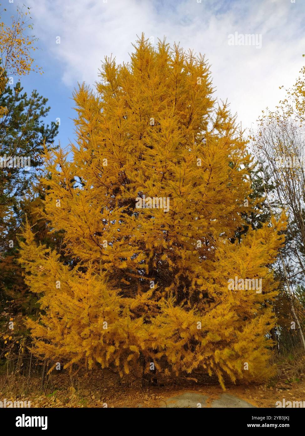 Siberian larch (Larix sibirica) Plantae Stock Photo - Alamy
