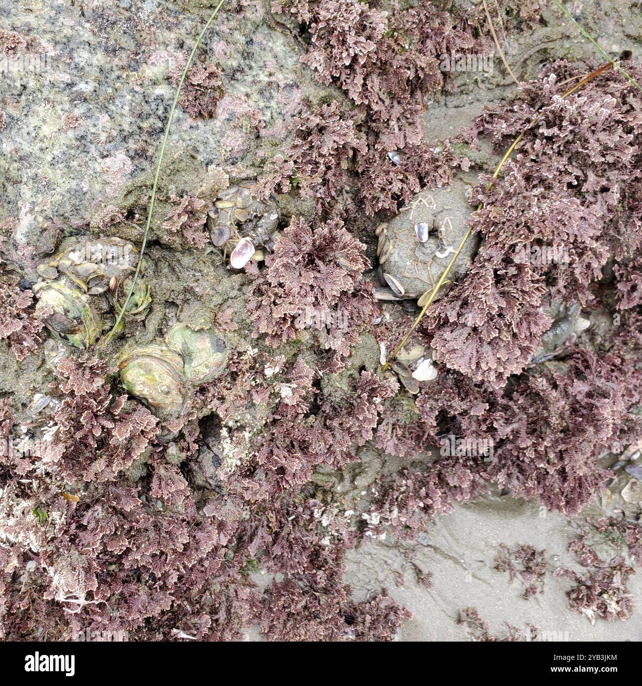 coralline algae (Corallinaceae) Plantae Stock Photo - Alamy