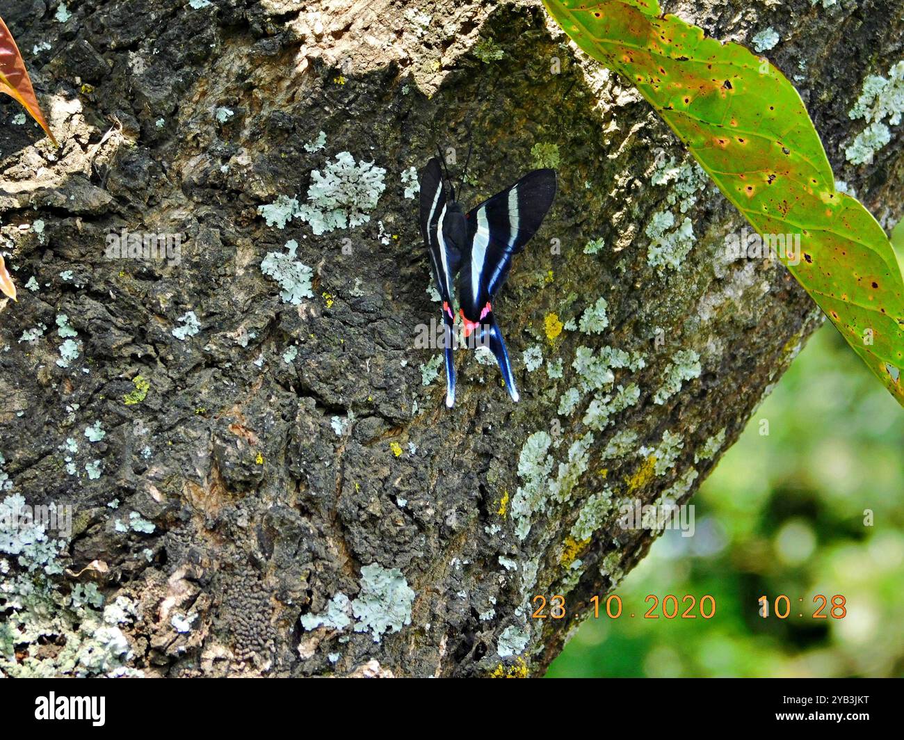 Long-tailed Metalmark (Rhetus arcius) Insecta Stock Photo - Alamy