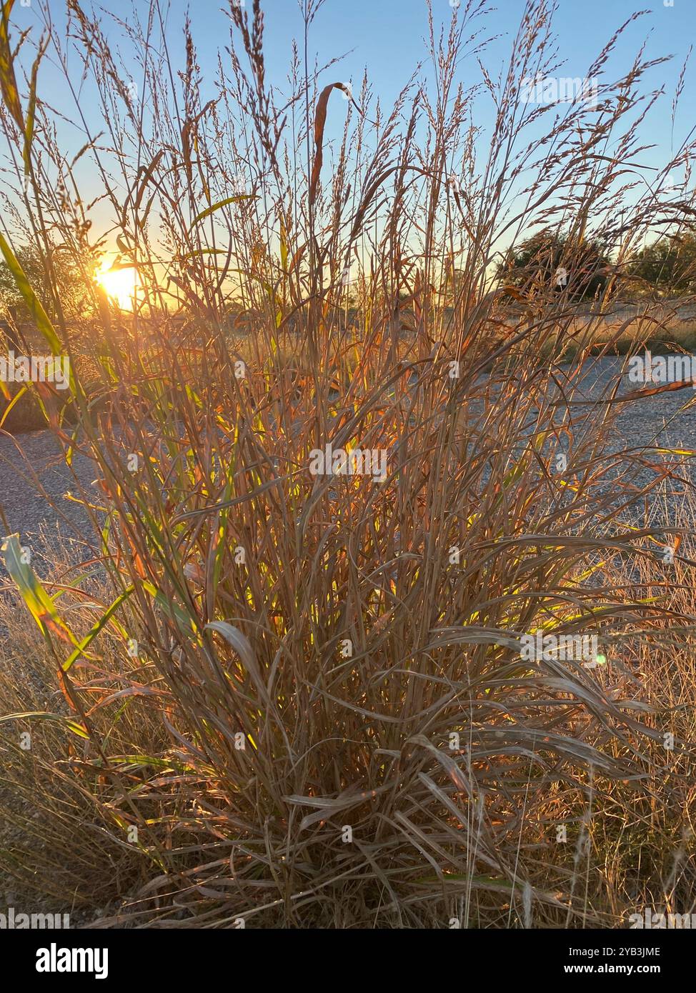 Johnson grass (Sorghum halepense) Plantae Stock Photo - Alamy