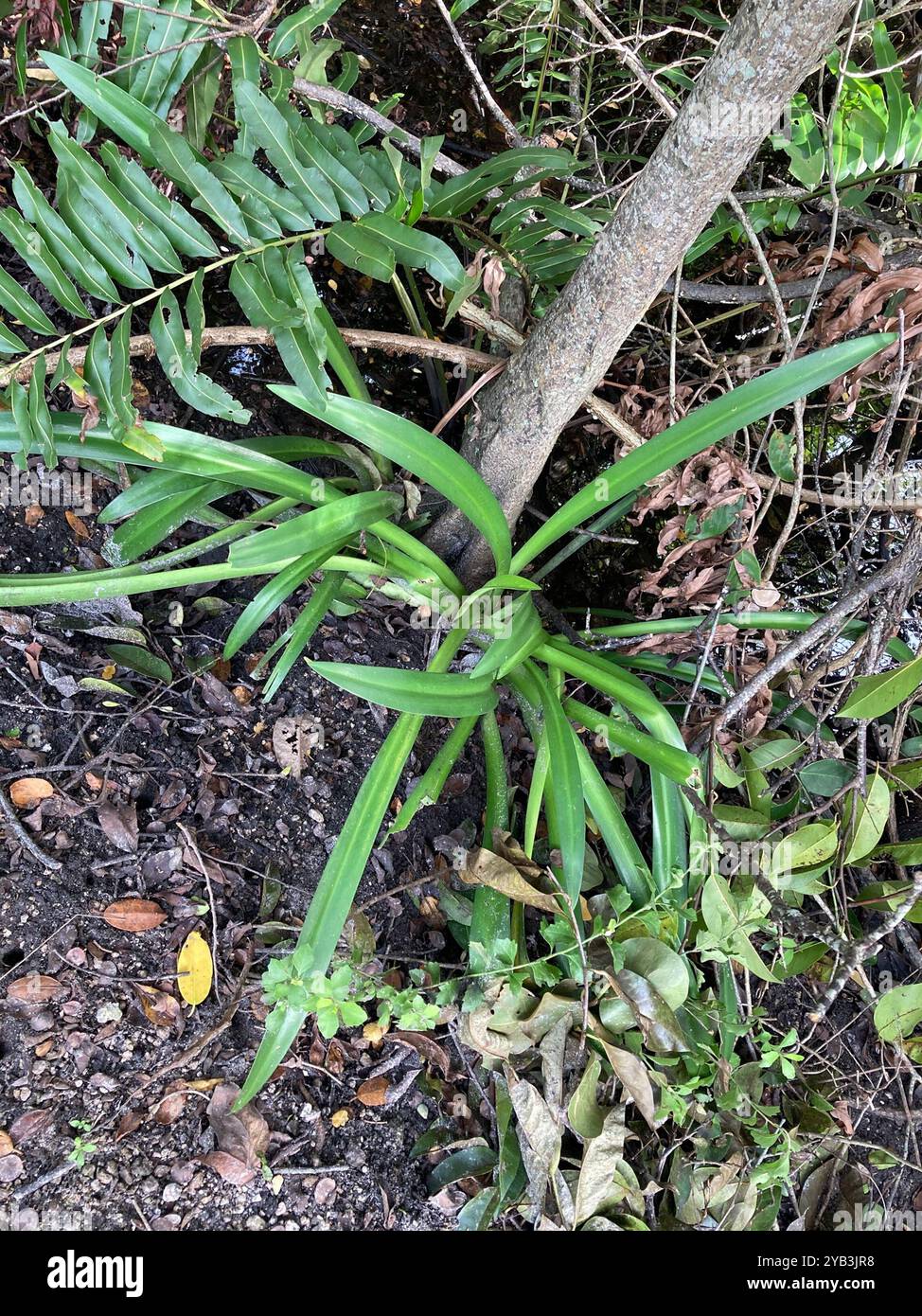 flowering plants (Angiospermae) Plantae Stock Photo - Alamy