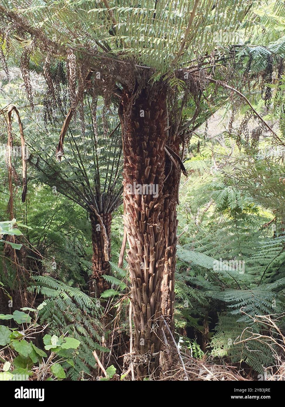 silver fern (Cyathea dealbata) Plantae Stock Photo - Alamy