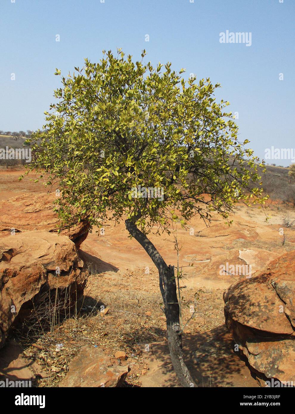 Green Monkey Orange (Strychnos pungens) Plantae Stock Photo - Alamy